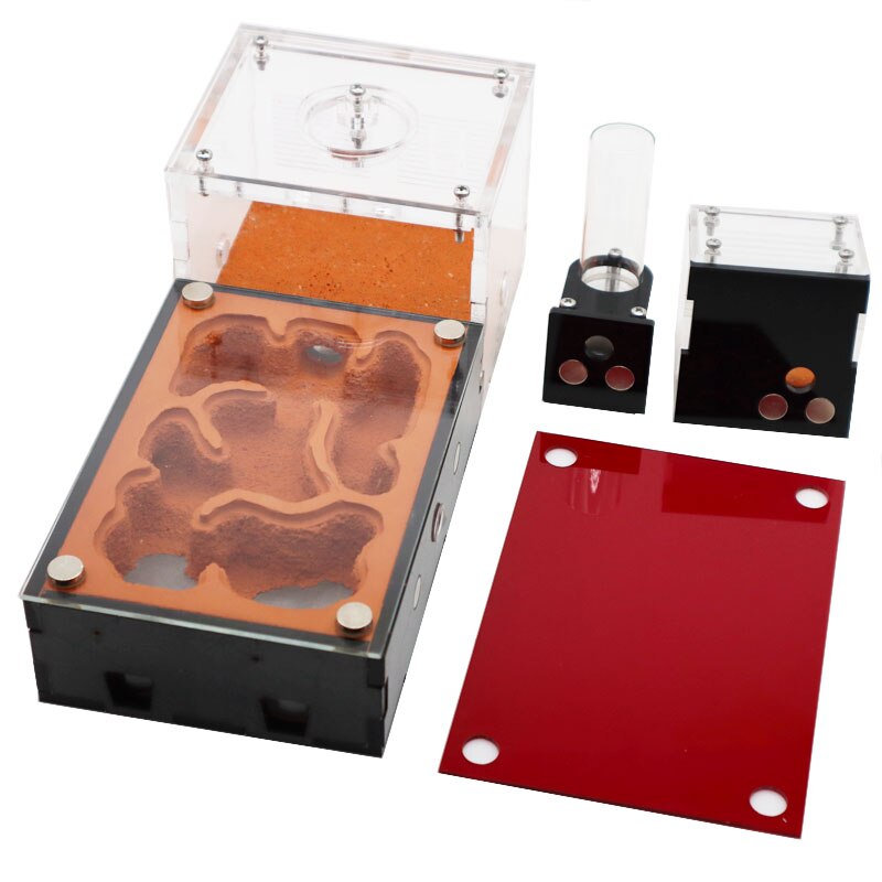 Formicaio ecologico con ciotola per formiche scato... – Grandado