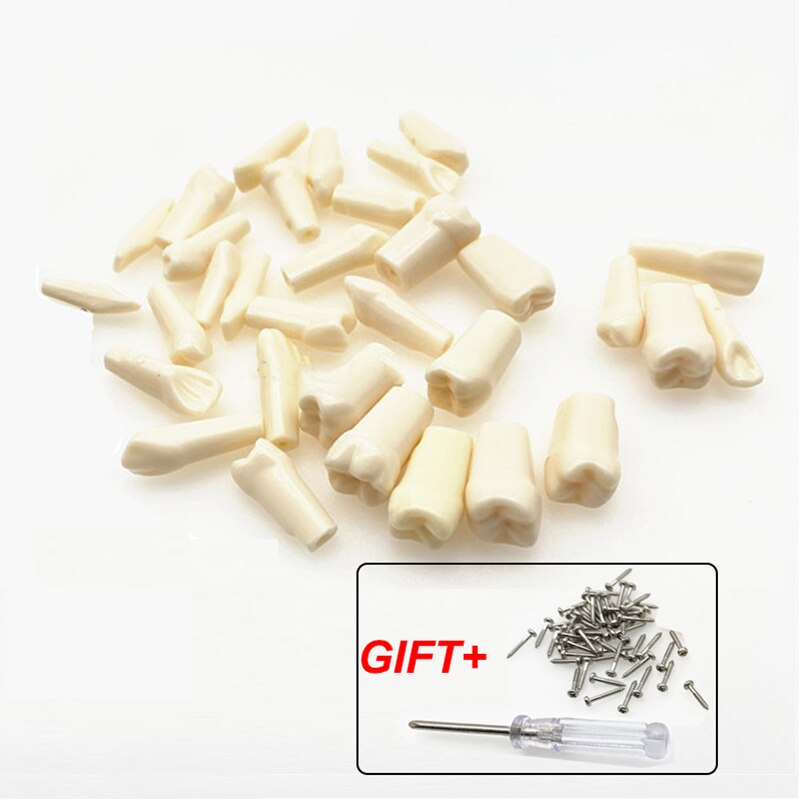 Dental Simulation Tooth Grain Full mouth Resin Sim... – Vicedeal