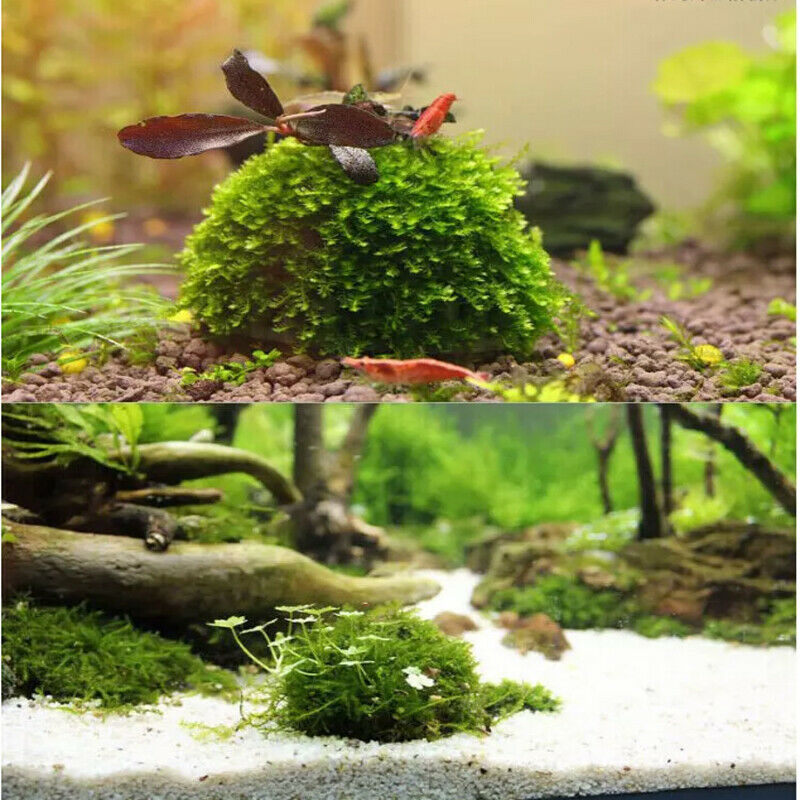 Aquarium Fish Shrimps Tank Media Moss Ball Live Pl... – Vicedeal