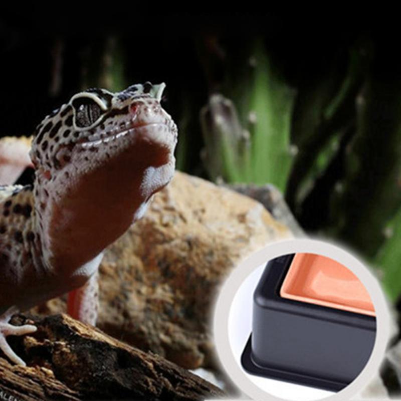 Reptile Nest Pet Supplies Water Feeding Reptile Hi... – Grandado