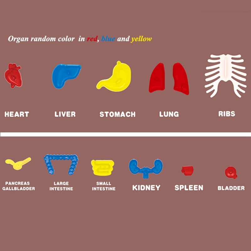 Halloween Human Body Anatomy Model Plastic Human O... – Grandado