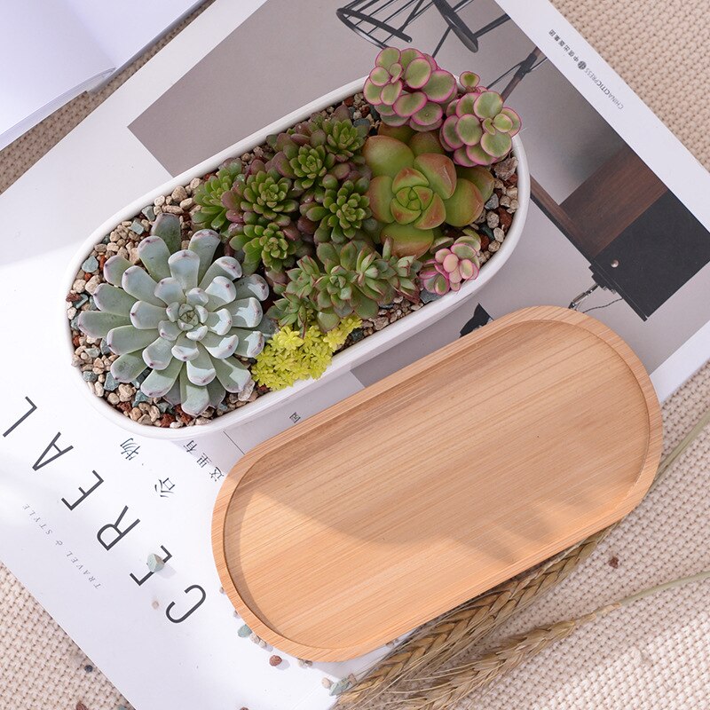 1 Set Minimalist White Ceramic Succulent Plant Pot... – Grandado