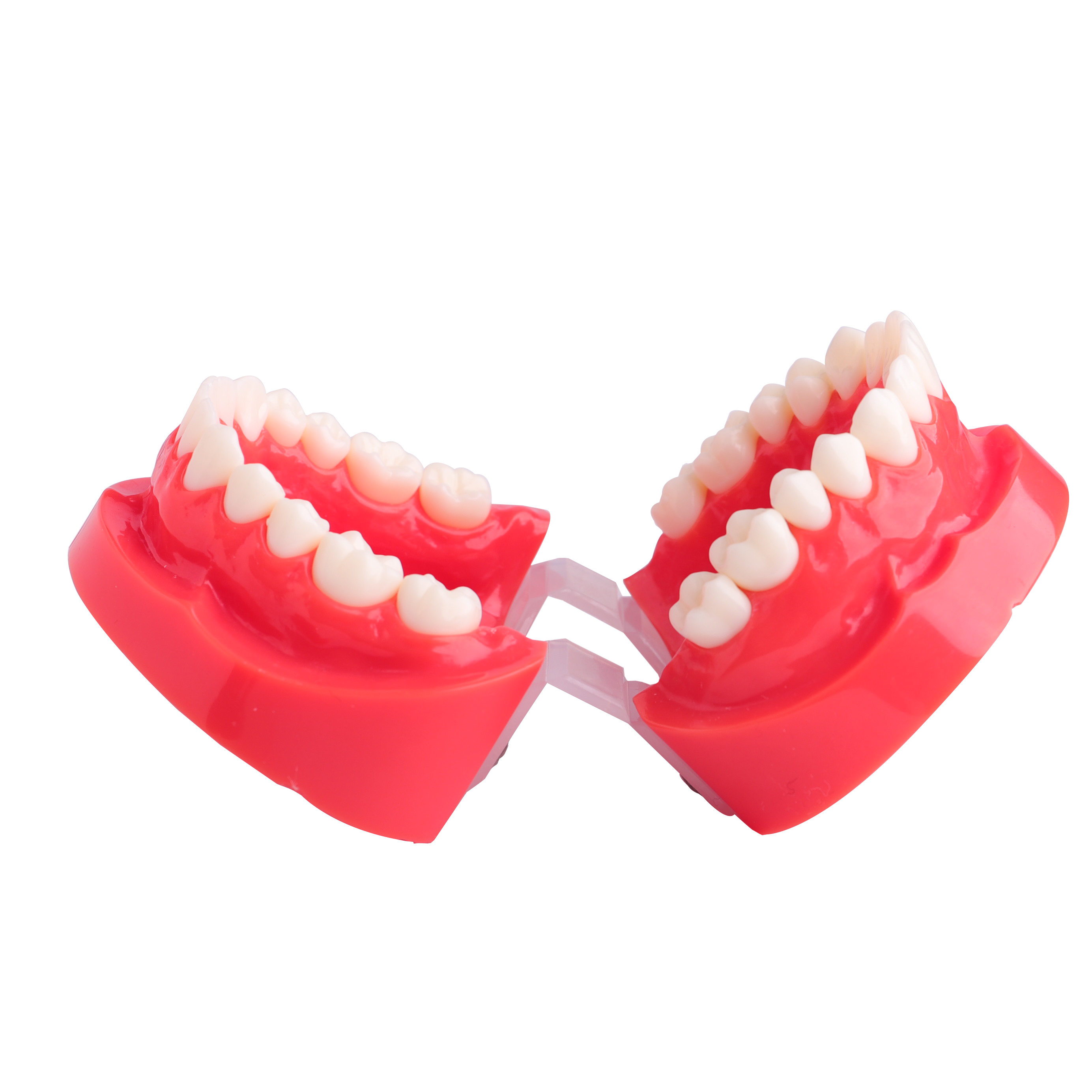 CNSEATO Dental 1:1 Standard Adult Teeth Model M700... – Vicedeal