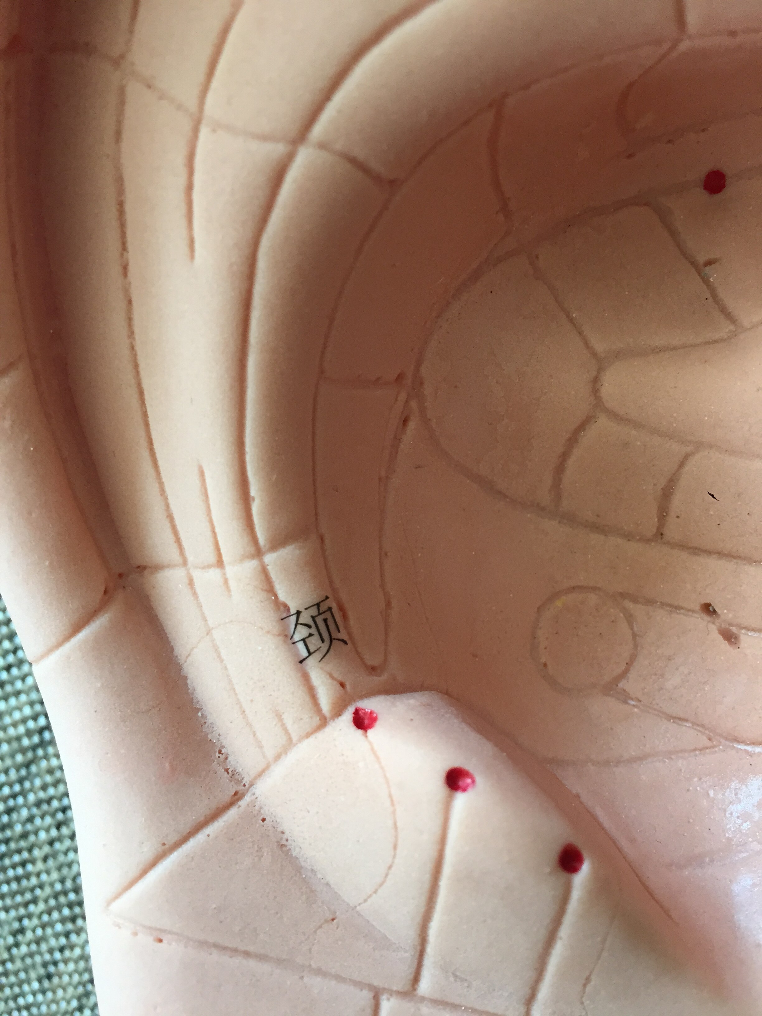 DIY ear hole model blank ear acupoint model drum t... – Vicedeal