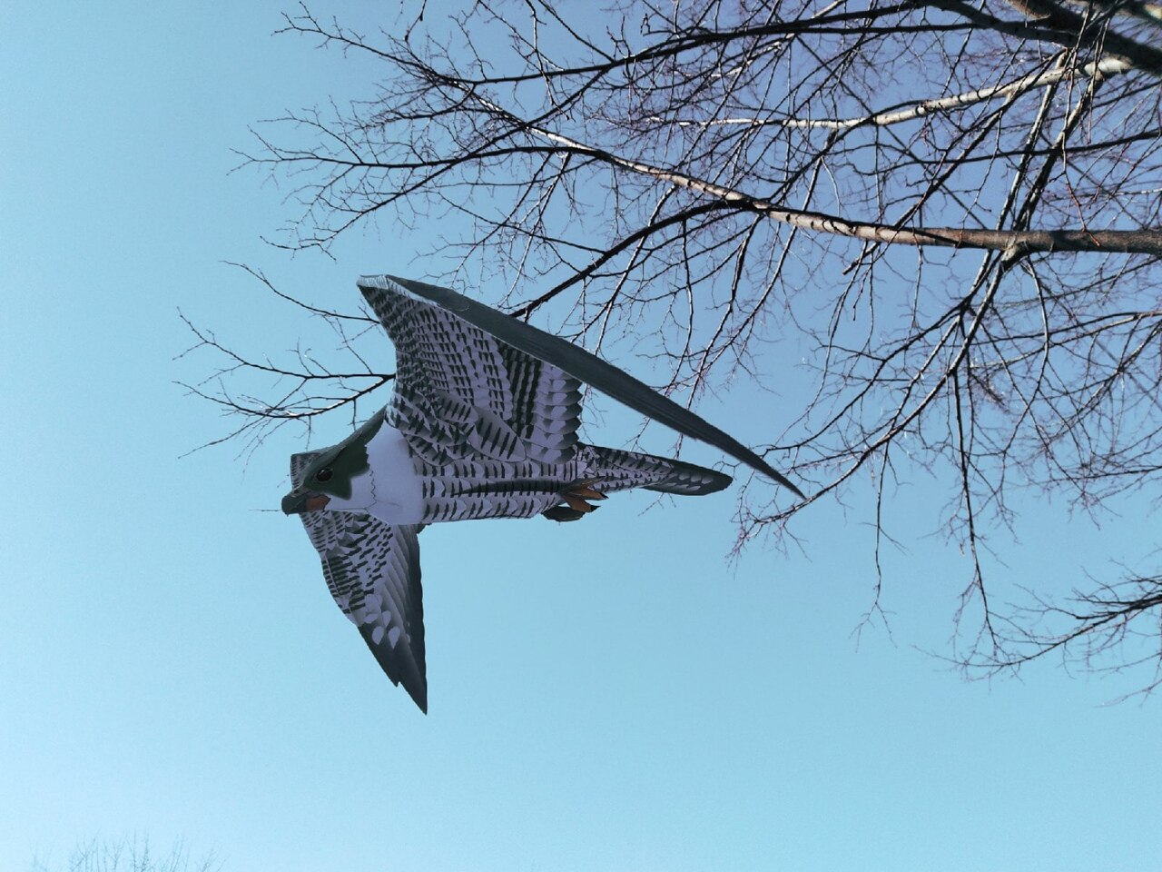 Huge Falcon3D Eagle Hawk Paper Model Toy Home Deco... – Grandado