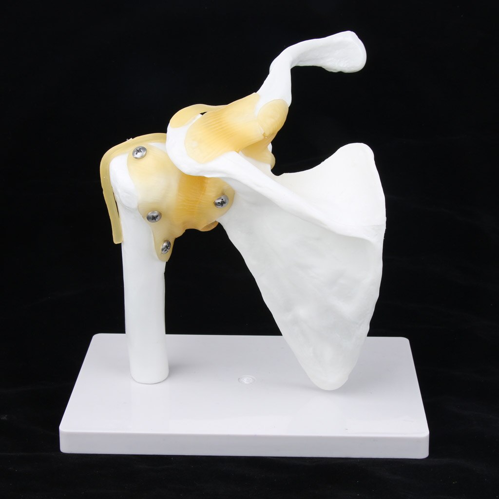1:1 Life Size Functional Human Shoulder Joint Liga... – Grandado