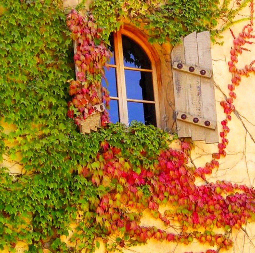 Double Blue One Way Vision Mirror Reflective Effec... – Grandado