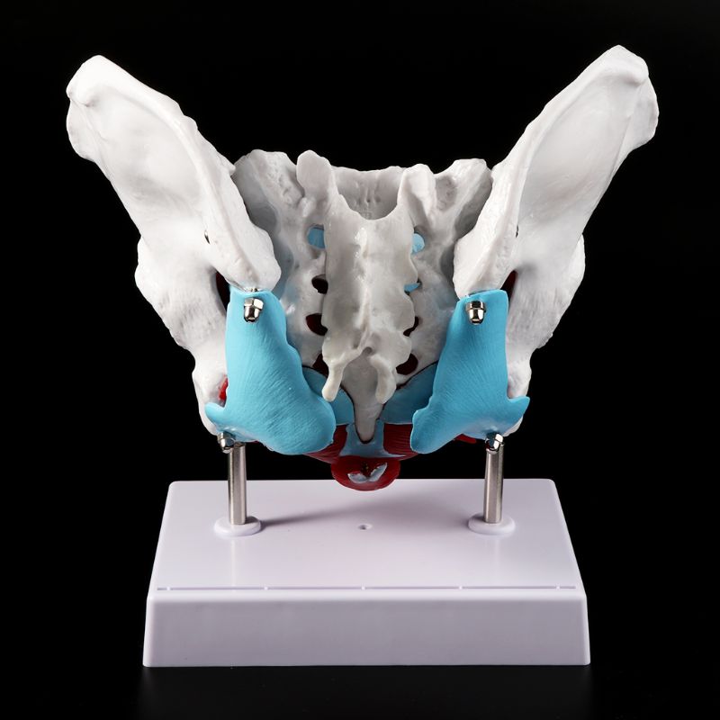 Vrouwelijke Bekken Bekkenbodem Spier Model Baarmoe... – Grandado