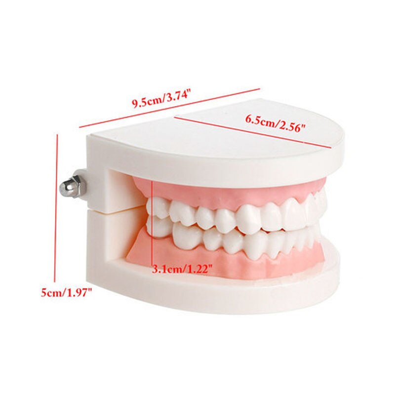 Dental Dentist Adult Standard Typodont Demonstrati... – Grandado