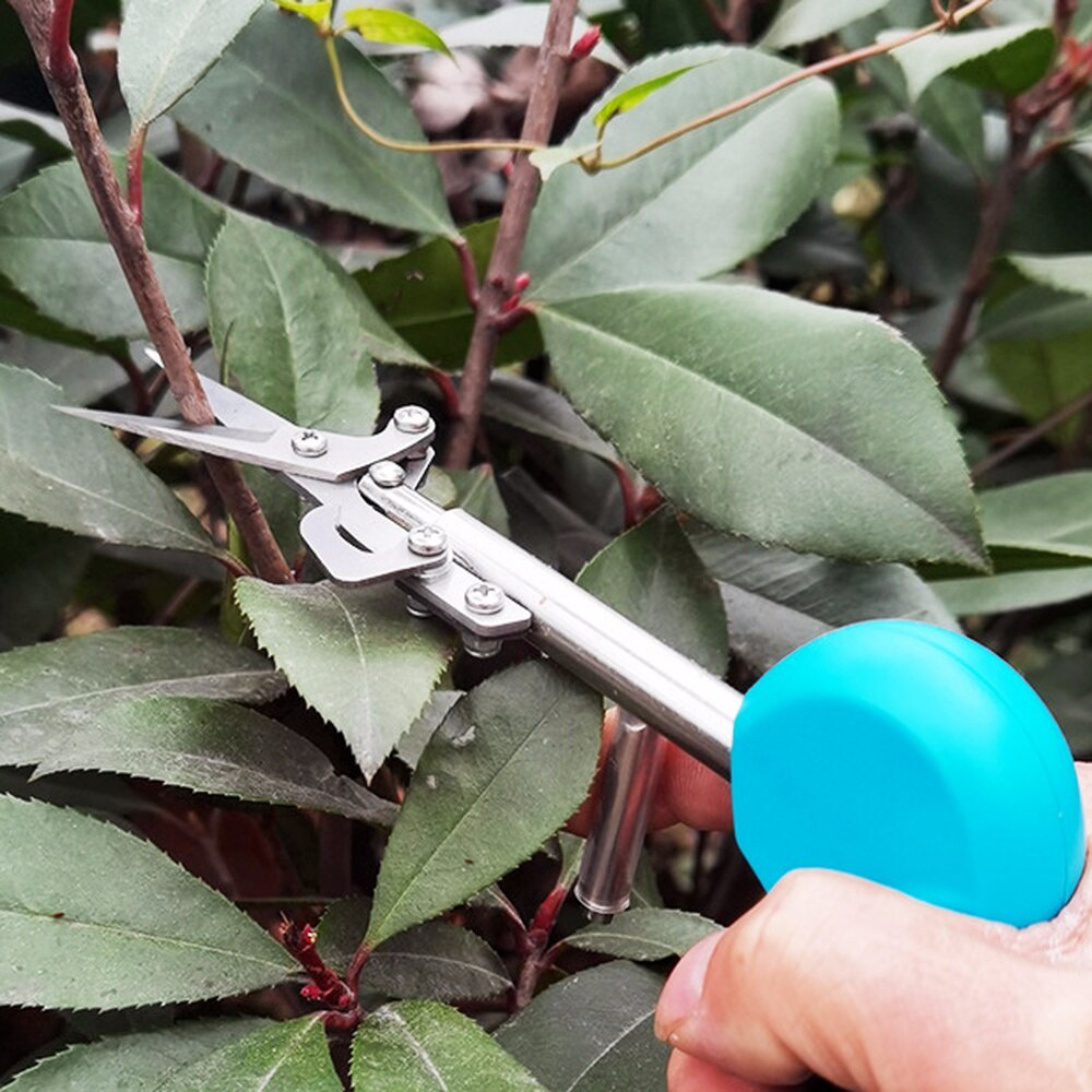 Orchard Tool Picking Fruit Tree Shears Sprouts Gra... – Grandado