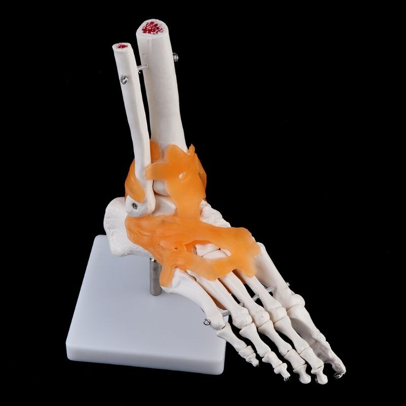 1: 1 Menselijk Skelet Menselijk Model Joint Anatom... – Vicedeal