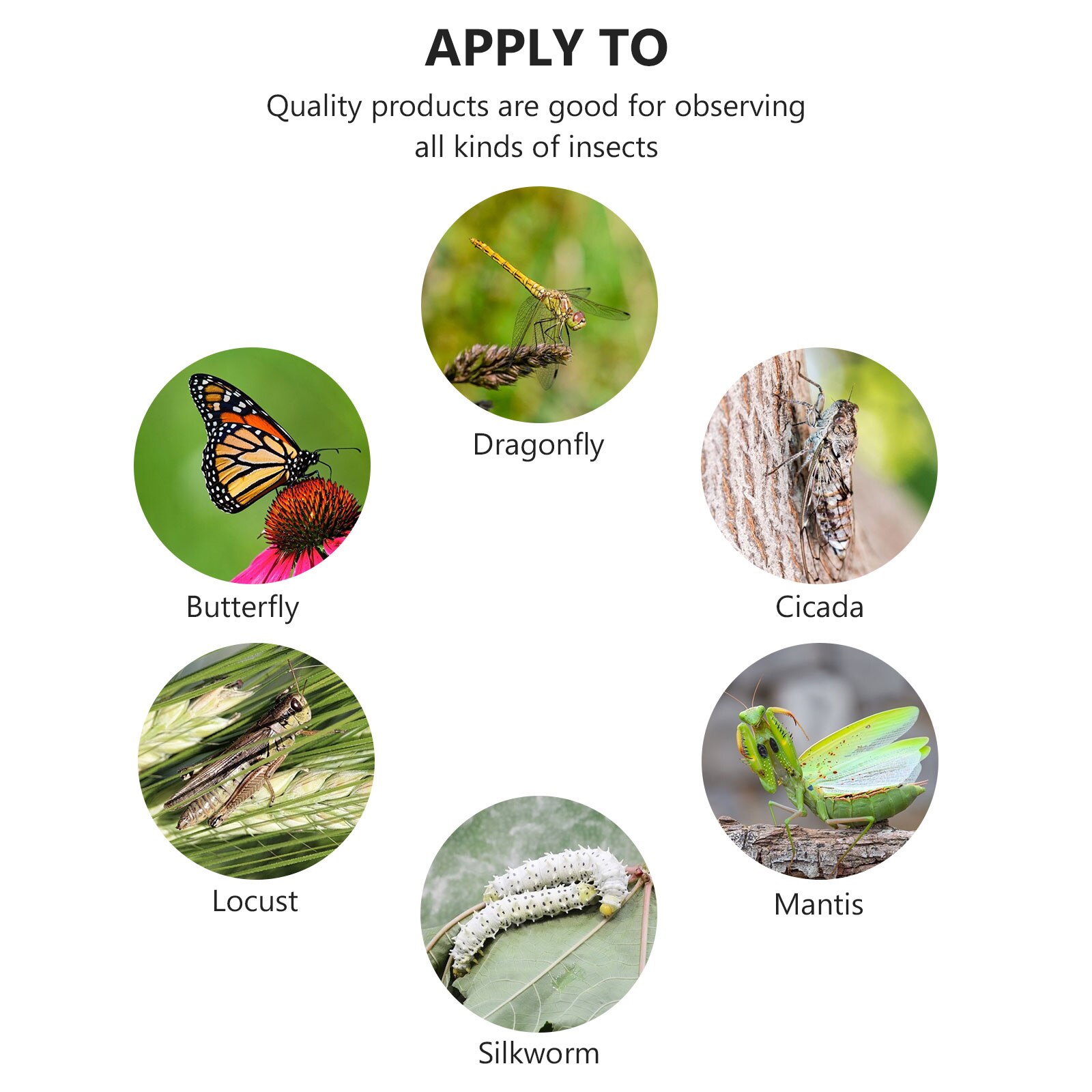 1 set of Outdoor Insect Collector Butterflies Coll... – Vicedeal