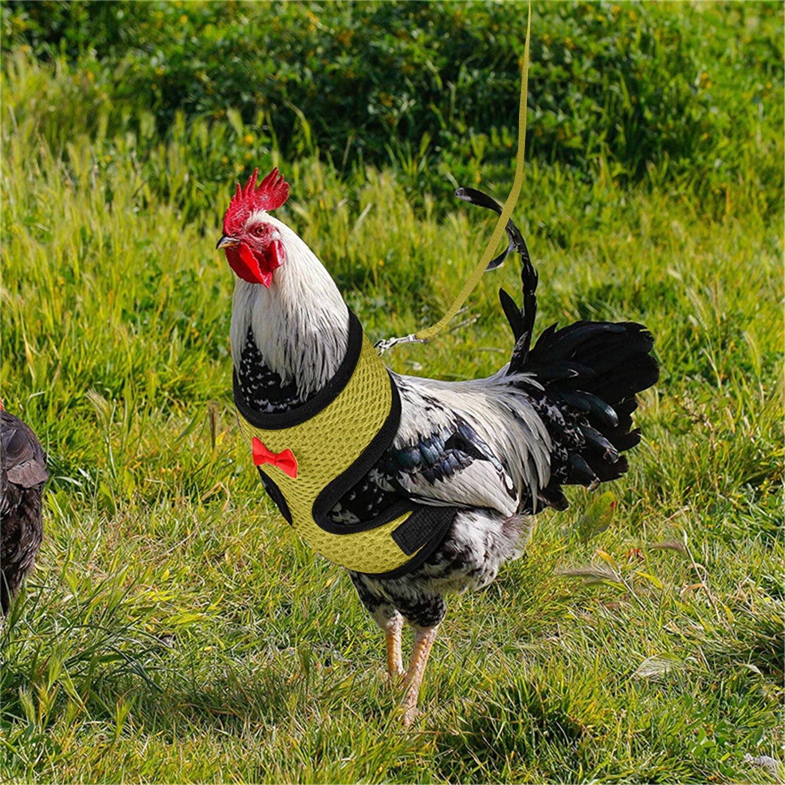 Traction Rope Chicken Rope Adjustable Chicken Rope... – Grandado