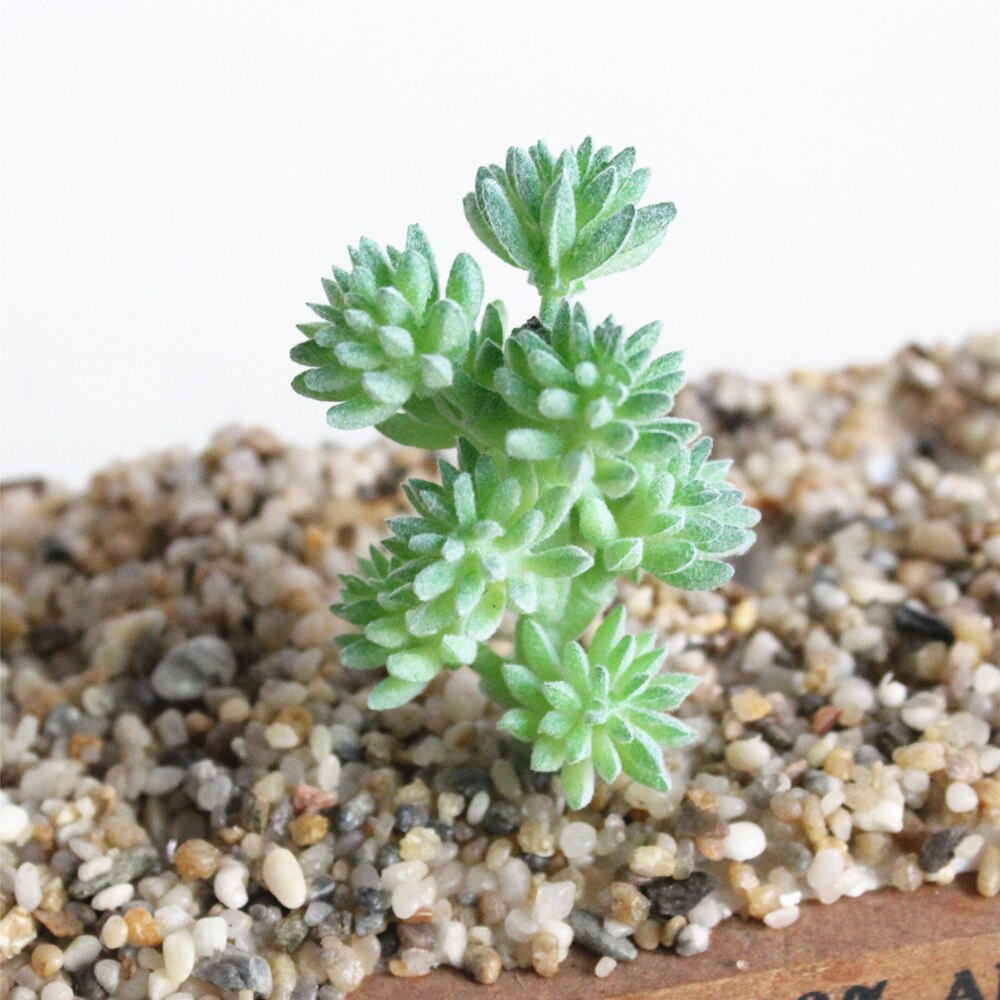 1 Pcs Mini Artificial Succulent Plants For Home De... – Vicedeal