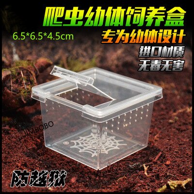 Transparent Plastic Insect Habitat Feeding Box Con... – Grandado