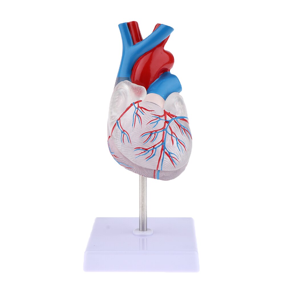 1:1 Educational Human Heart Anatomical Model for S... – Grandado