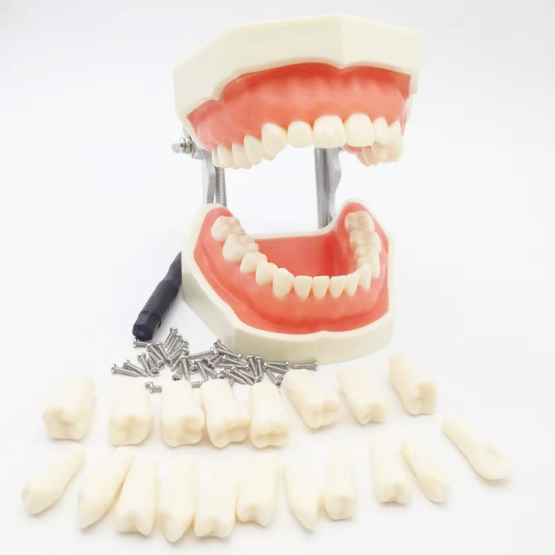 Dental Teaching Model Standard Dental Typodont Mod... – Grandado