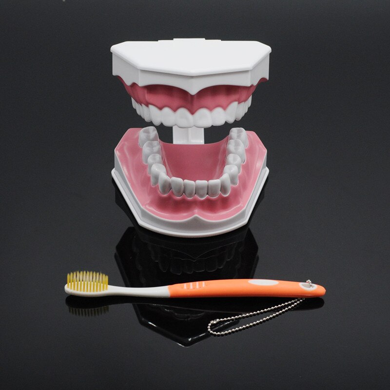 Dental Lab Orthodontic Teaching Model Instrument F... – Grandado