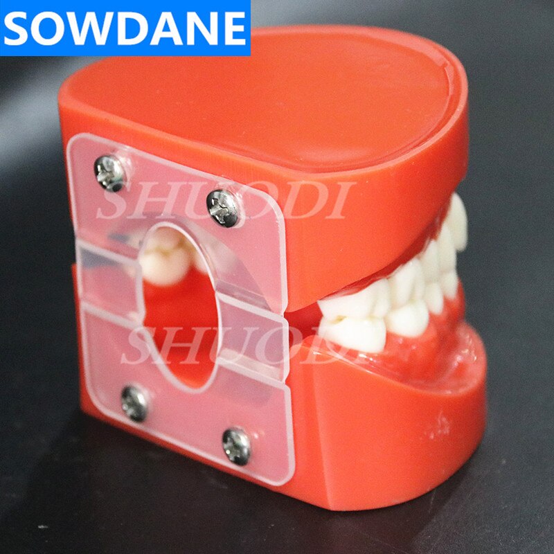 1:1 Dental Orthodontische Model Standaard Volwasse... – Grandado