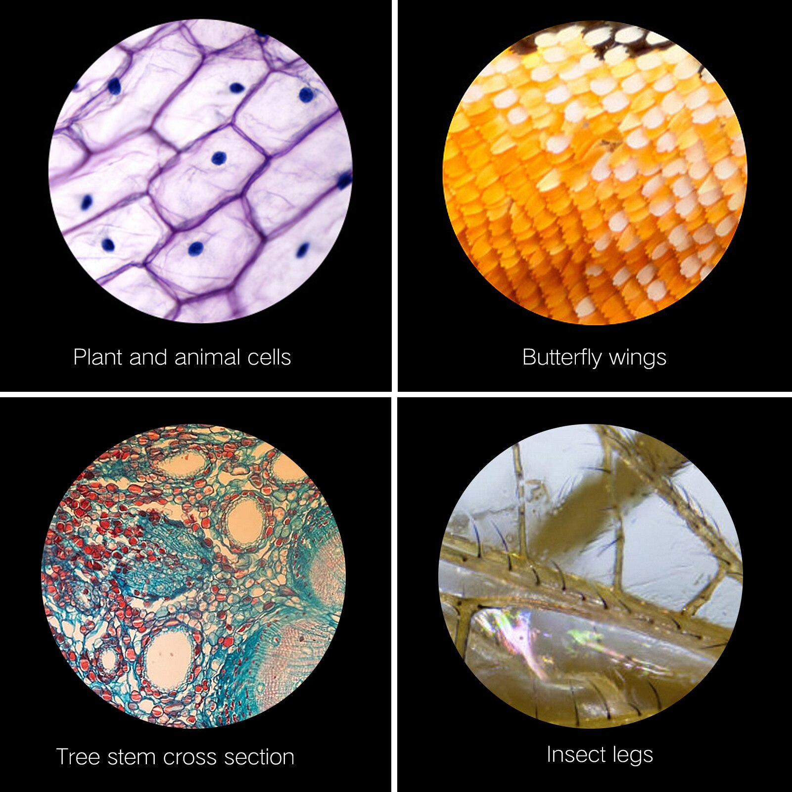 64X-2400X microscopio monoculare scuola elementare... – Grandado