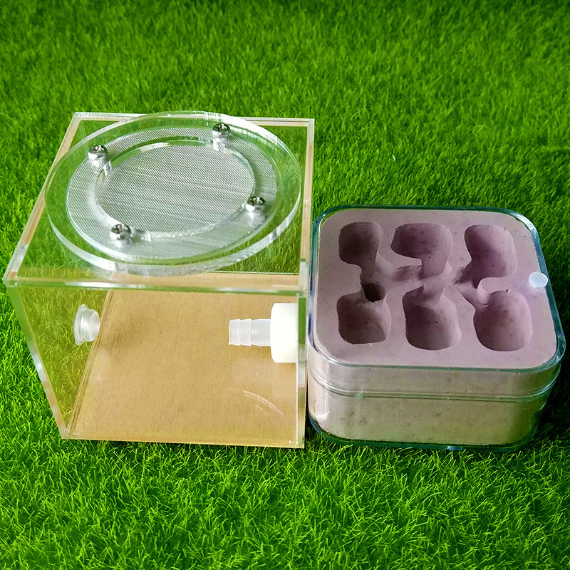 Plaster Ant Nest Acrylic Ant Farm Ants Queen House... – Grandado