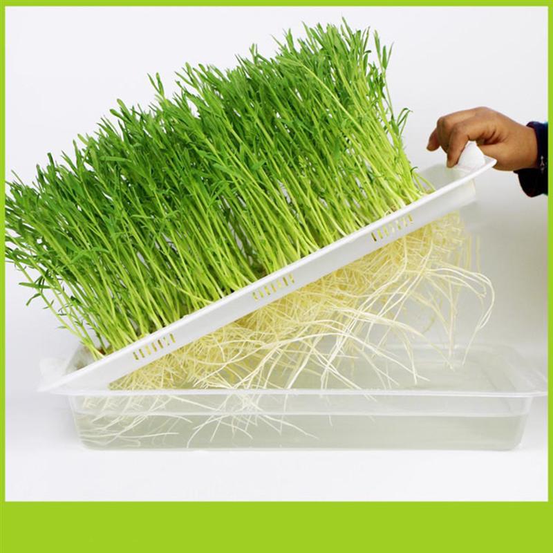 Seed Sprouter Tray Nursery Pots Seed Sprouter Tray... – Grandado