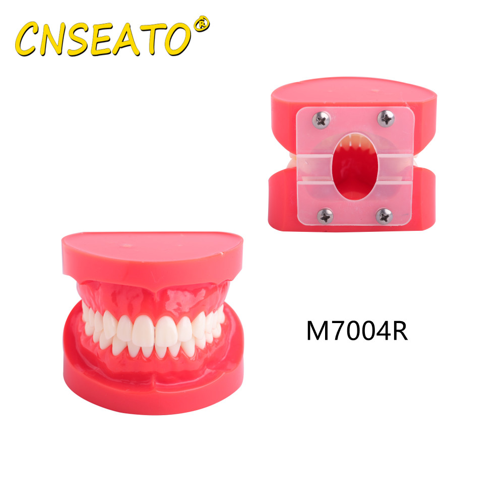 CNSEATO Dental 1:1 Standard Adult Teeth Model M700... – Vicedeal