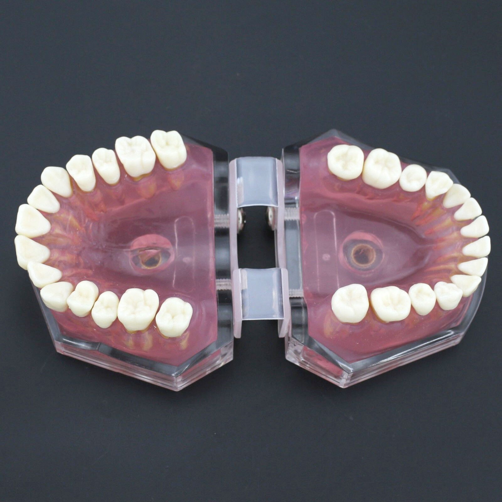 Dental Soft Gum Standad Typodont Study Model with ... – Grandado