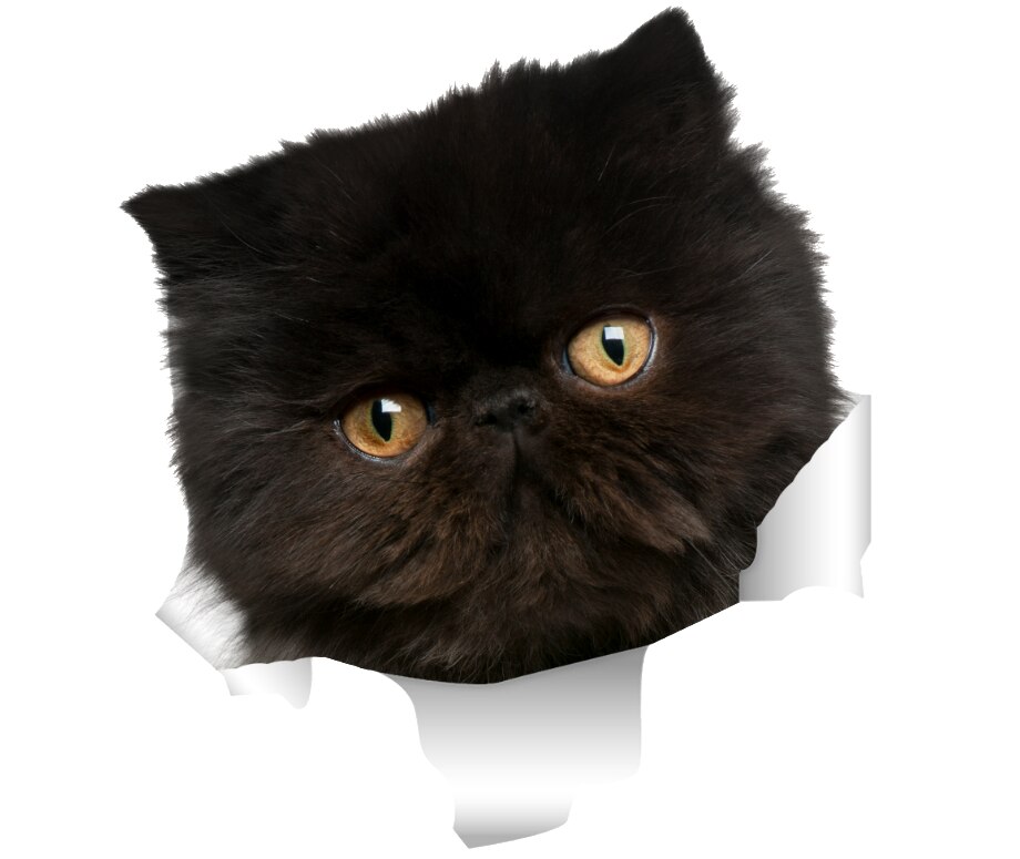 Three Ratels 3D Staffordshire Terrier Cat Stickers... – Vicedeal