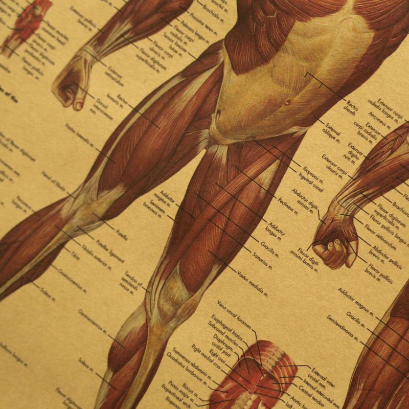 Human Body Illustration-Muscle Tissue Kraft Paper ... – Grandado