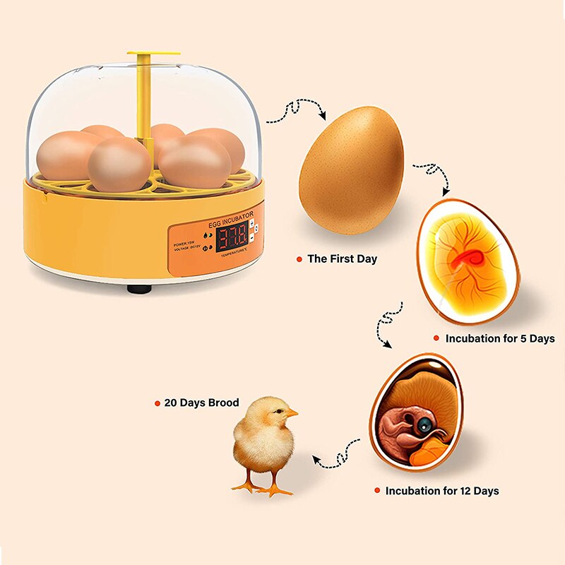 6 Eggs Digital Mini Incubators Poultry Hatching Br... – Grandado