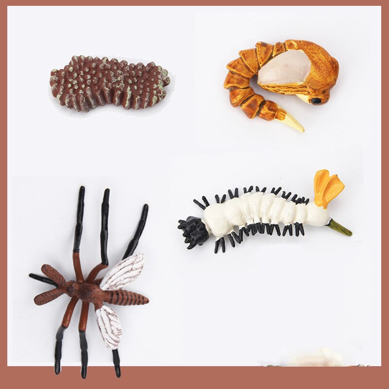 Biology Animals Insects Growth Cycle Teaching Aids... – Vicedeal