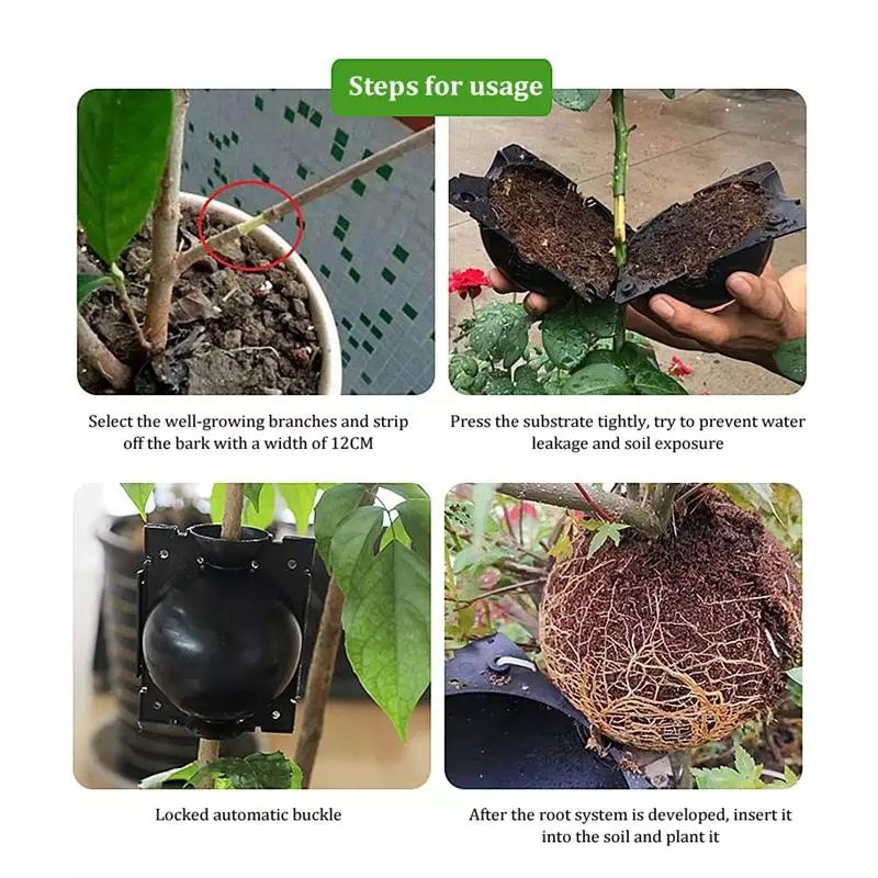 10Pcs Reusable Plant Root Growing Box Cutting Graf... – Grandado