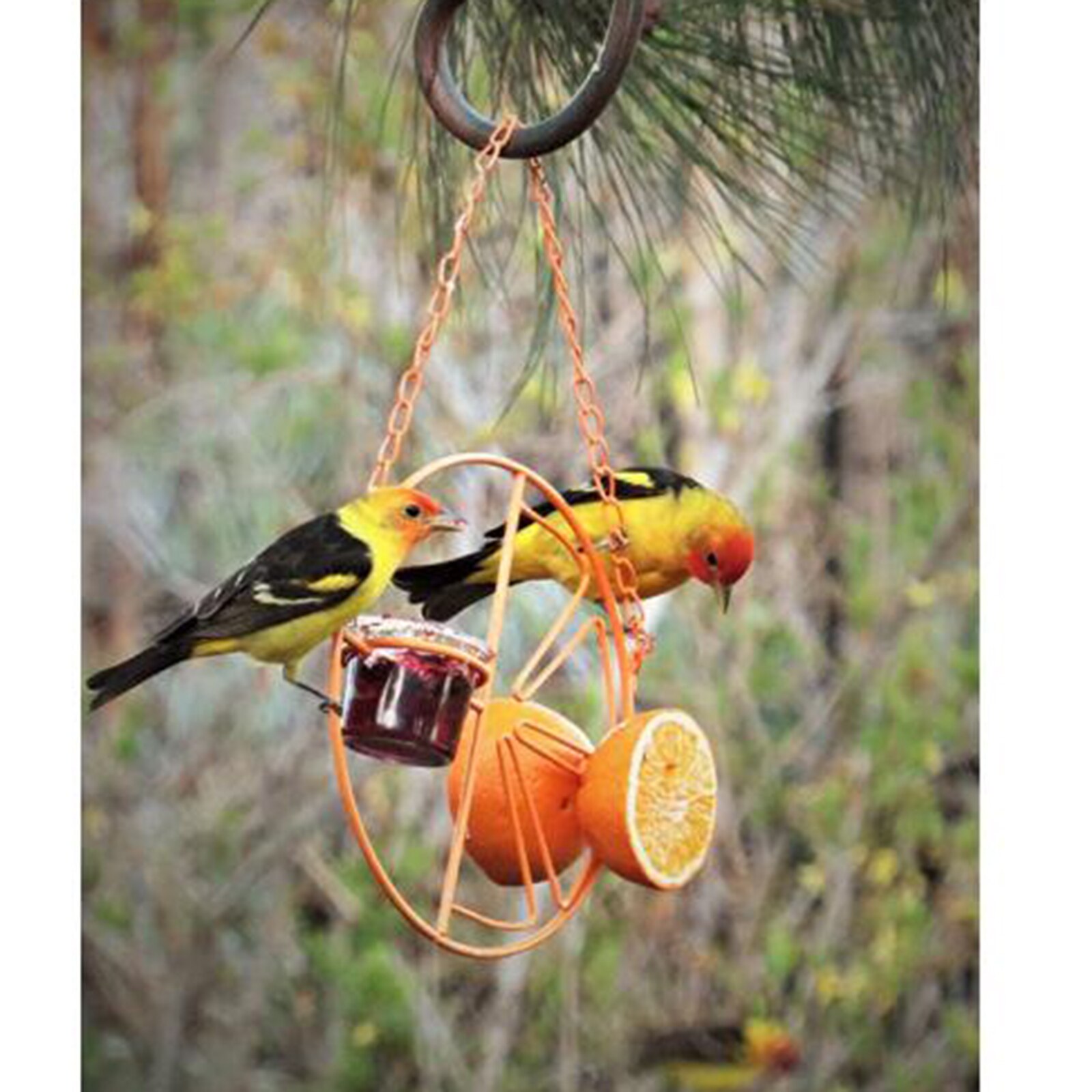 Portable Bird Feeder Home Outdoor Indoor Hanging H... – Vicedeal