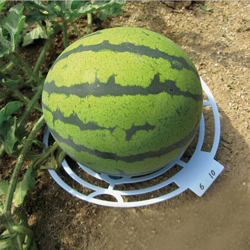 12pcs Melon Squash Cradle Watermelon Cradle Plant ... – Grandado