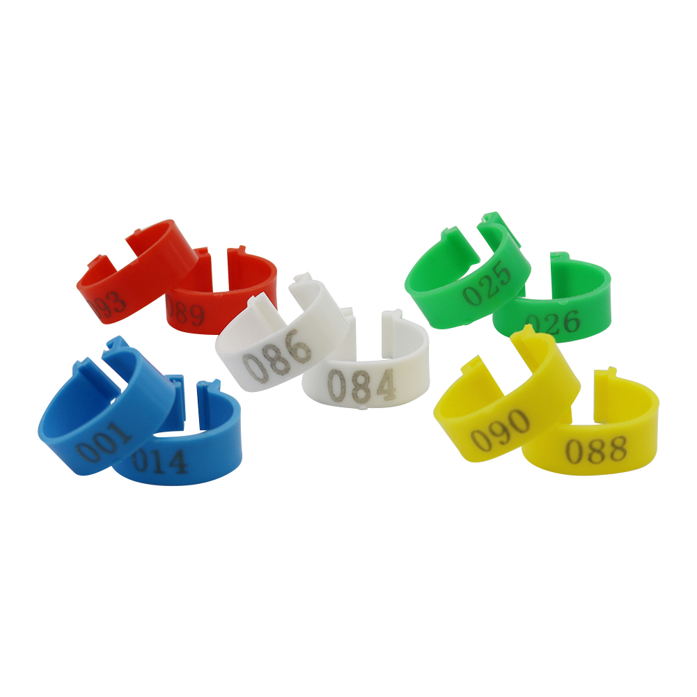 Pluimvee Been Kuiken Eend Gans Animal Identificati... – Vicedeal