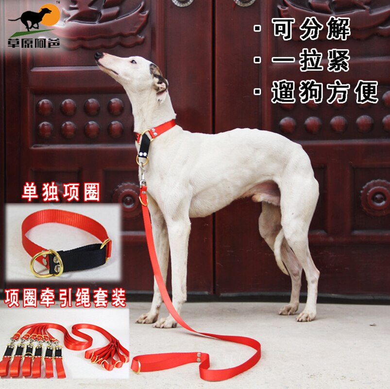 Nylon braided greyhound Dog collars Leash set For ... – Grandado