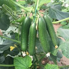 30 Pcs Cucumbers – Vicedeal