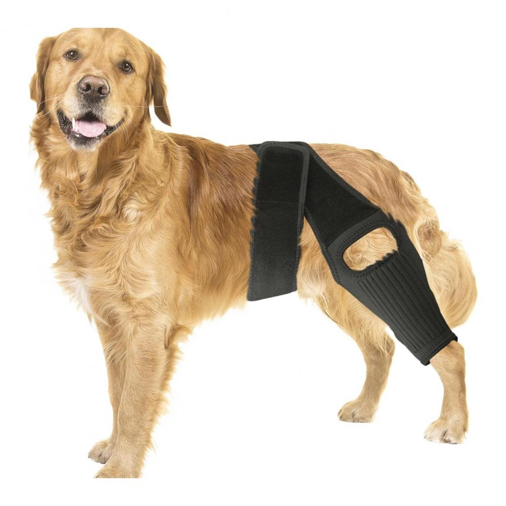 Hond Heup Kniebeen Brace Verstelbare Hond Acl Brac... – Grandado