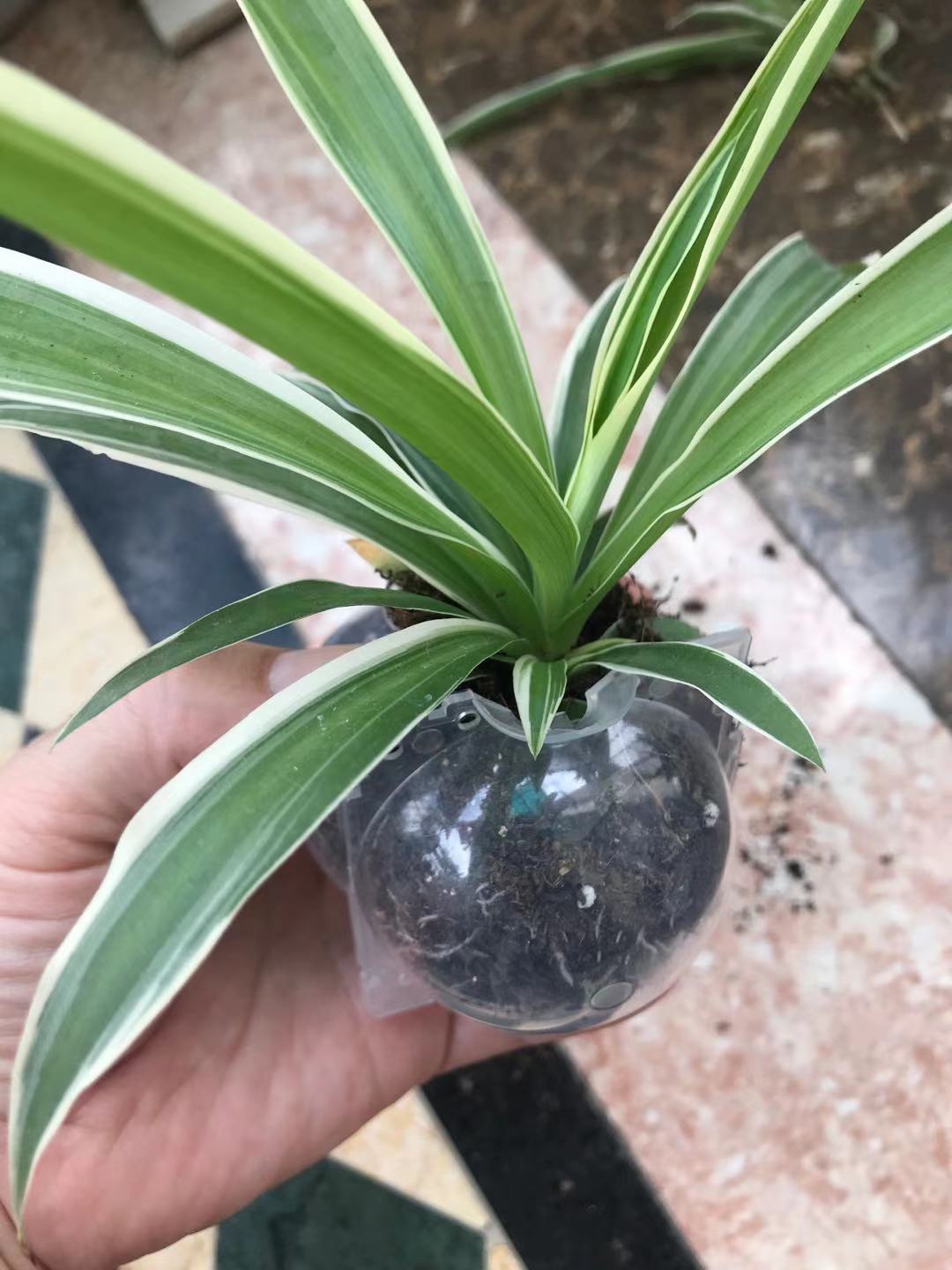 1/3/5/Pcs Plant Root Ball Visible Root Graft Growi... – Grandado