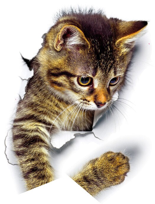 ZOOYOOhome decoratie kat 3D muurstickers gat view ... – Grandado