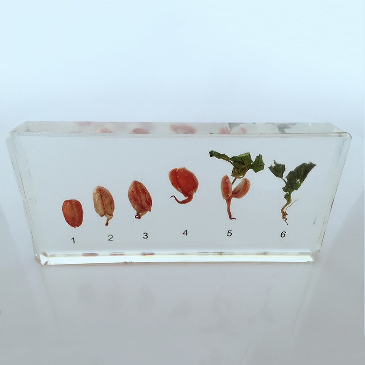 Pinda Kieming en Groei Proces Ingebed Specimen Rea... – Grandado