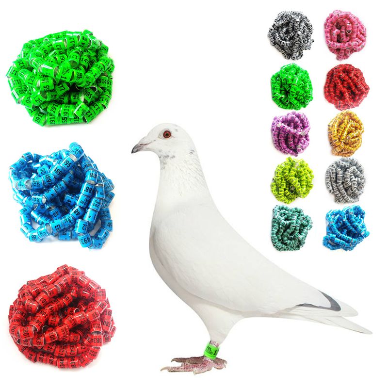 100 Pcs Mix Color Bird Foot Ring Species Identify ... – Grandado