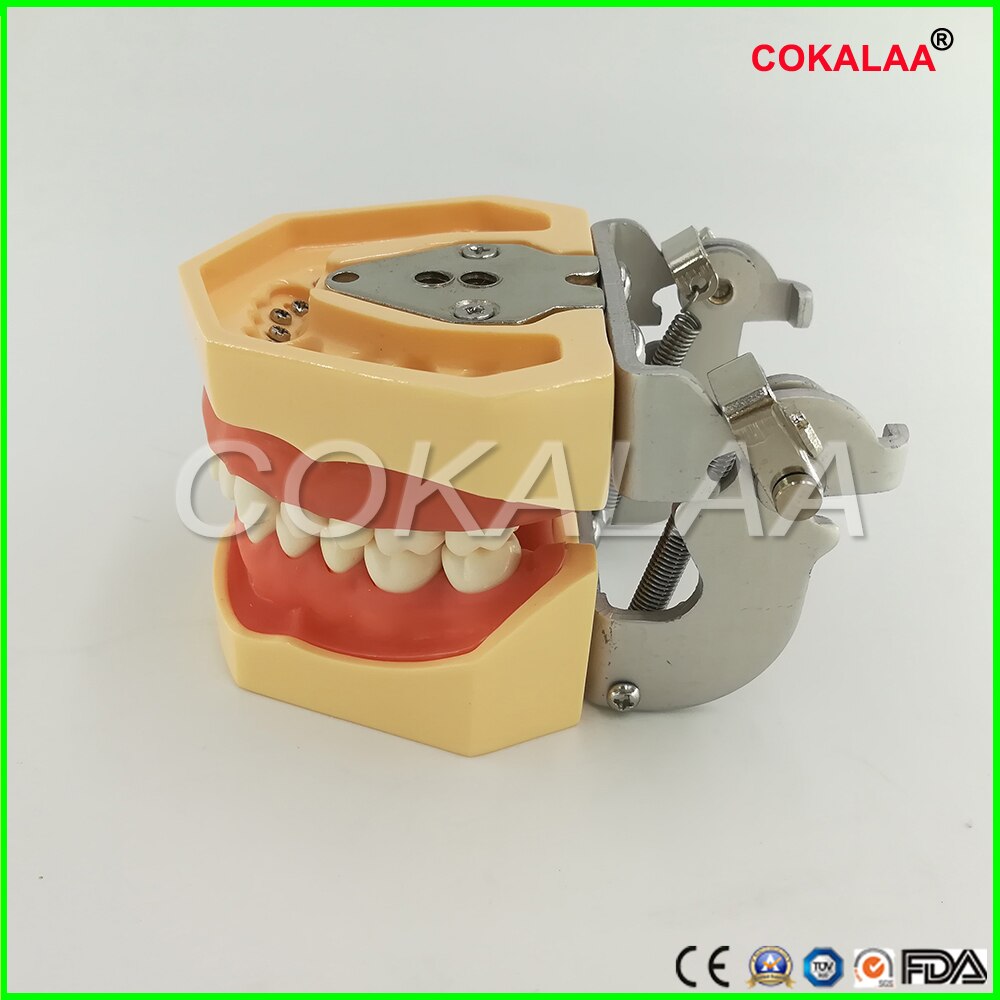 Student Learning Model Dental phantom head model S... – Grandado