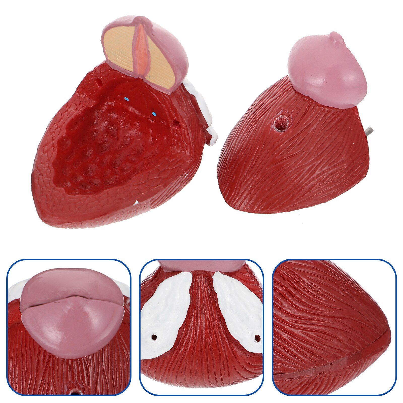 1pc Bladder Anatomical Model Prostate Anatomical D... – Grandado