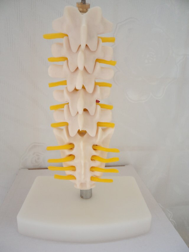 15CM Height Human Lumbar Model Spine Small Five Lu... – Grandado