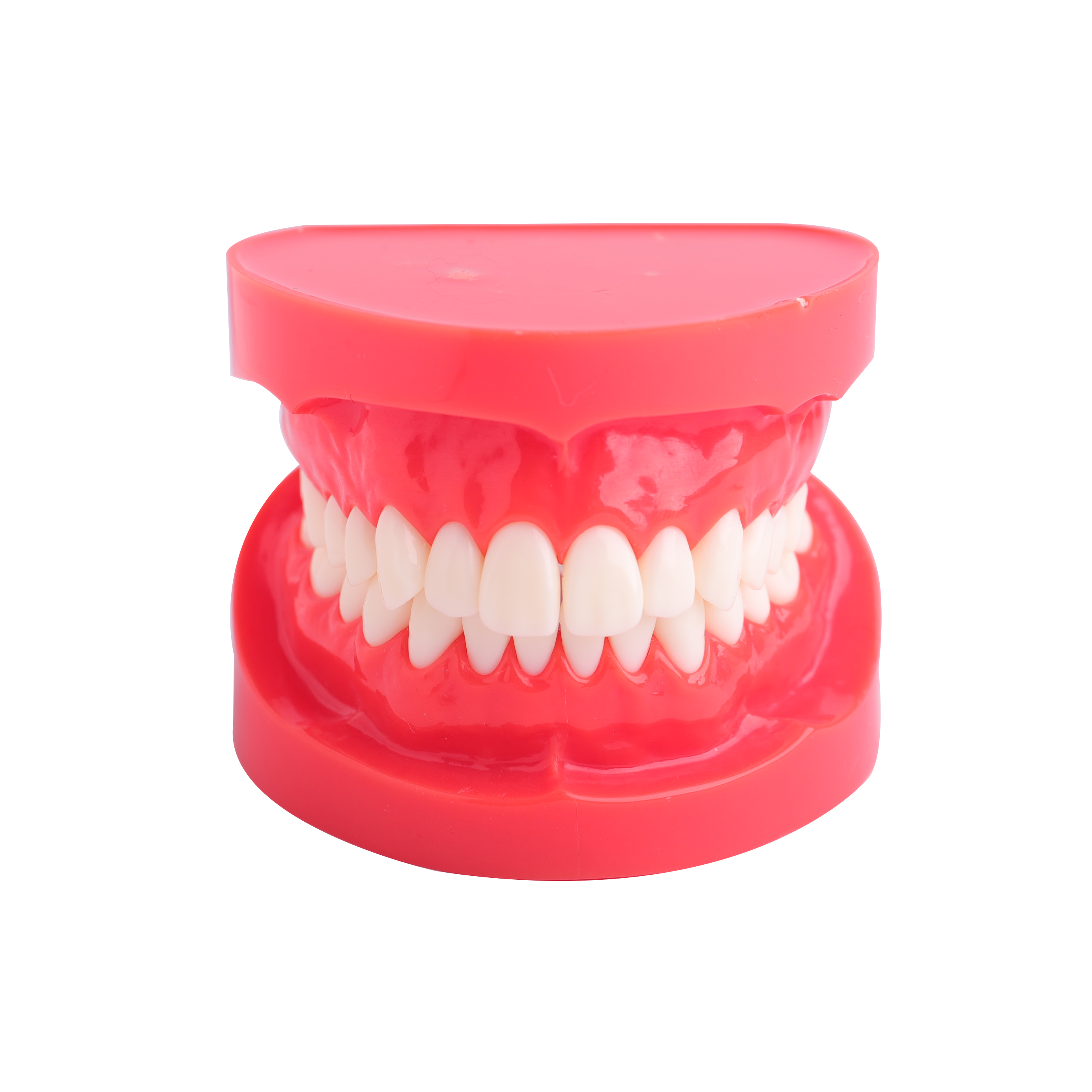 CNSEATO Dental 1:1 Standard Adult Teeth Model M700... – Vicedeal