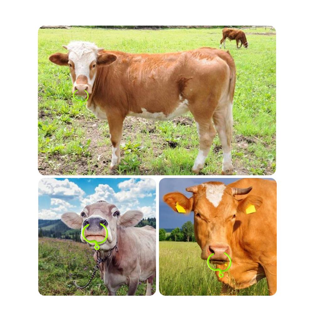 Plastic Cattle Nose Rings Cattle Bull Traction Rin... – Grandado