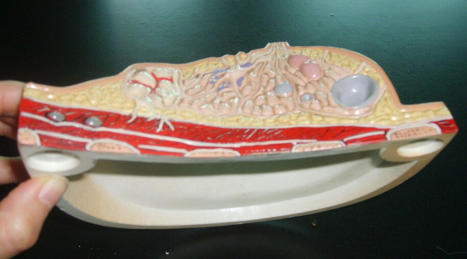 Borstkanker Borst Anatomie Model Menselijk Lichaam... – Grandado