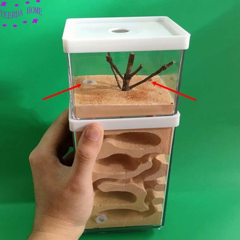 Easy Diy Ant Farm with feeding area Ants Castle Pe... – Grandado